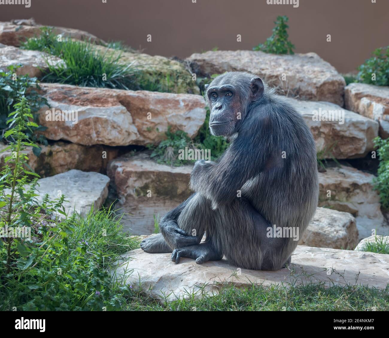 Central African Chimpanzee. Animals in the wild life Portrait Stock ...