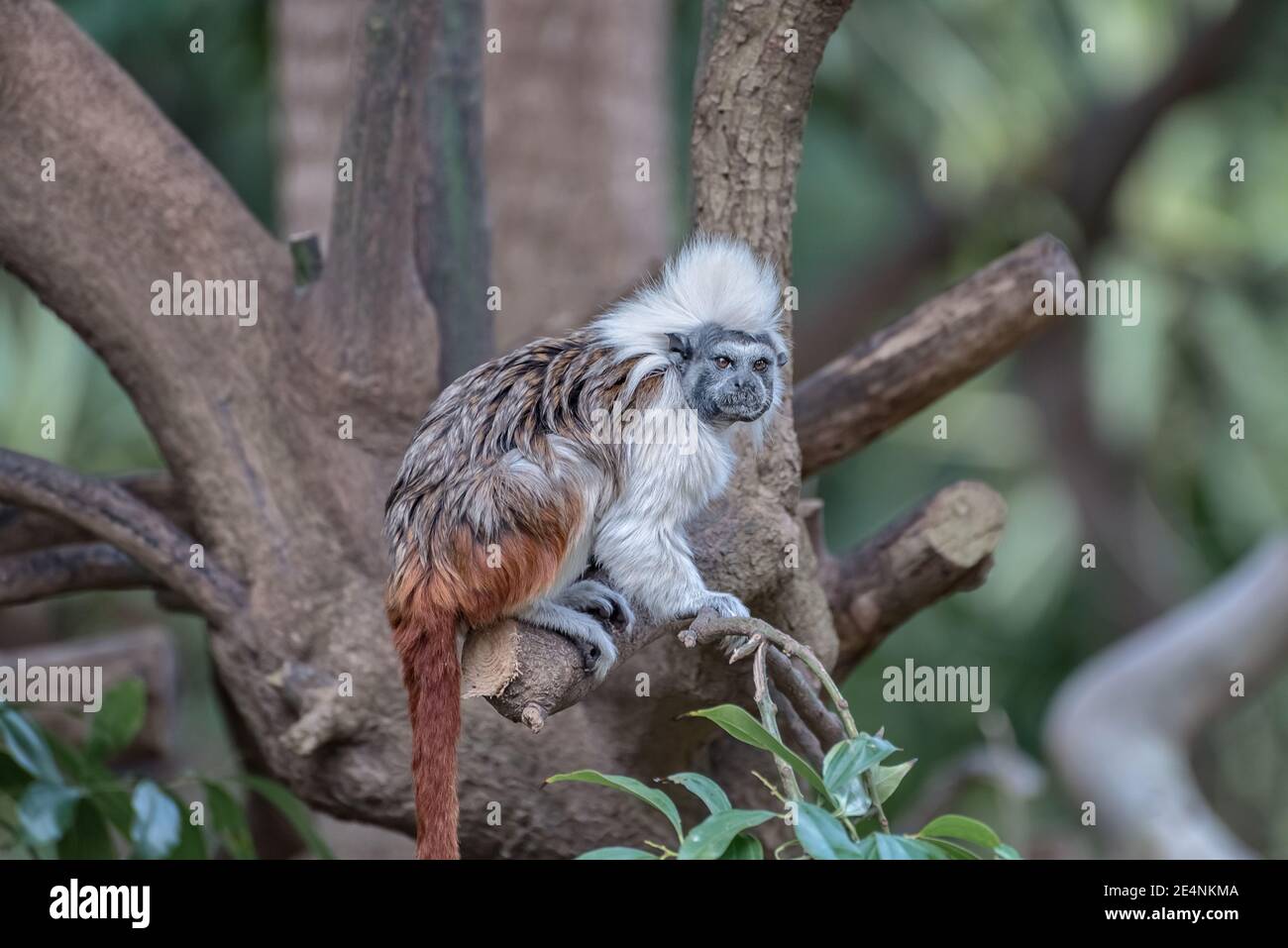 Cotton Top Tamarin, Saguinus oedipus, a small New World monkey is on a ...