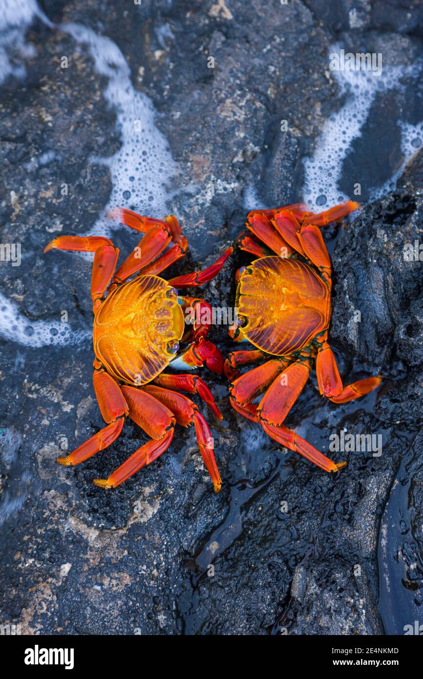 Ecuador. Parque Nacional de las Islas Galapagos. Zayapa (Grapsus ...