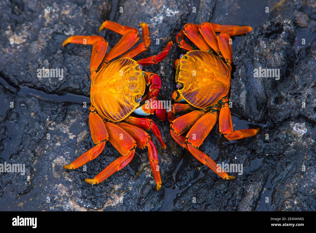 Ecuador. Parque Nacional de las Islas Galapagos. Zayapa (Grapsus ...