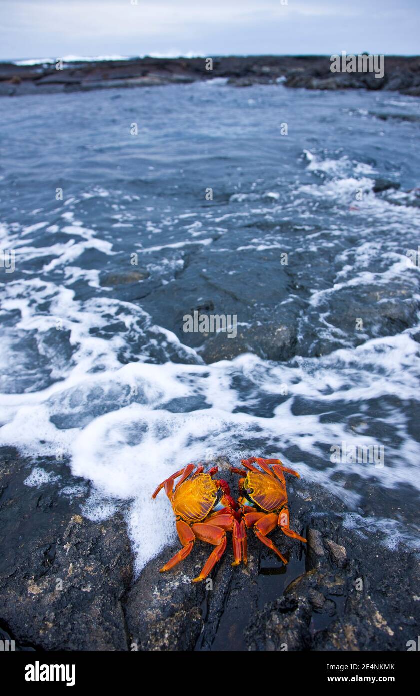 Ecuador. Parque Nacional de las Islas Galapagos. Zayapa (Grapsus ...
