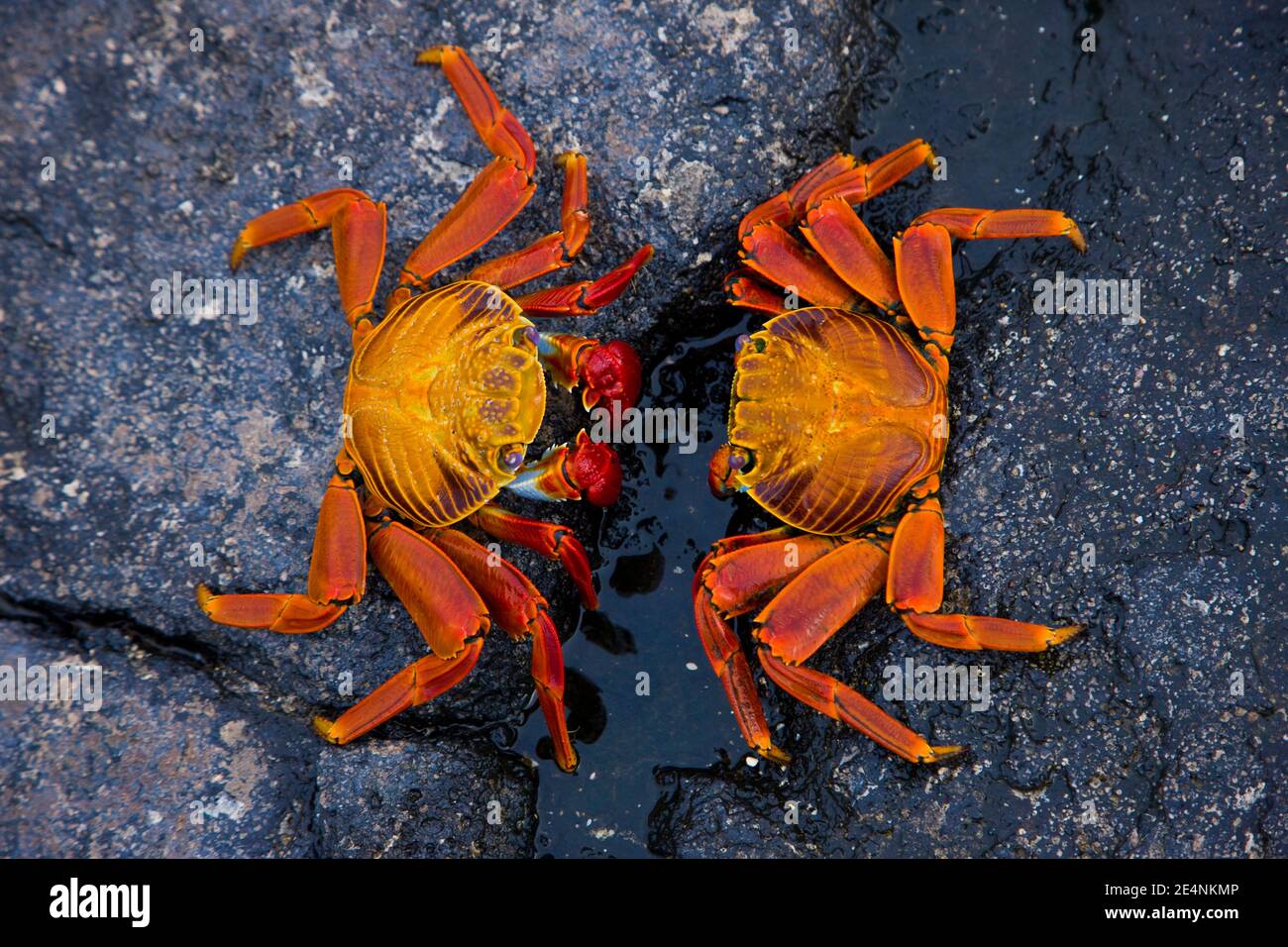Ecuador. Parque Nacional de las Islas Galapagos. Zayapa (Grapsus ...