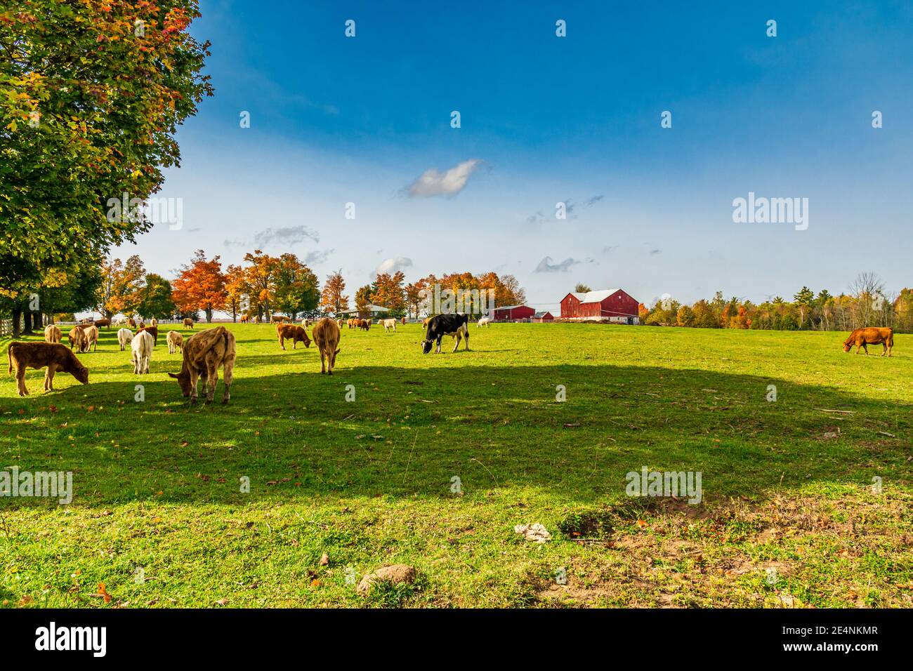 Bovines hi-res stock photography and images - Alamy