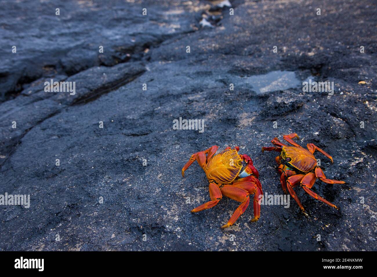 Ecuador. Parque Nacional de las Islas Galapagos. Zayapa (Grapsus ...