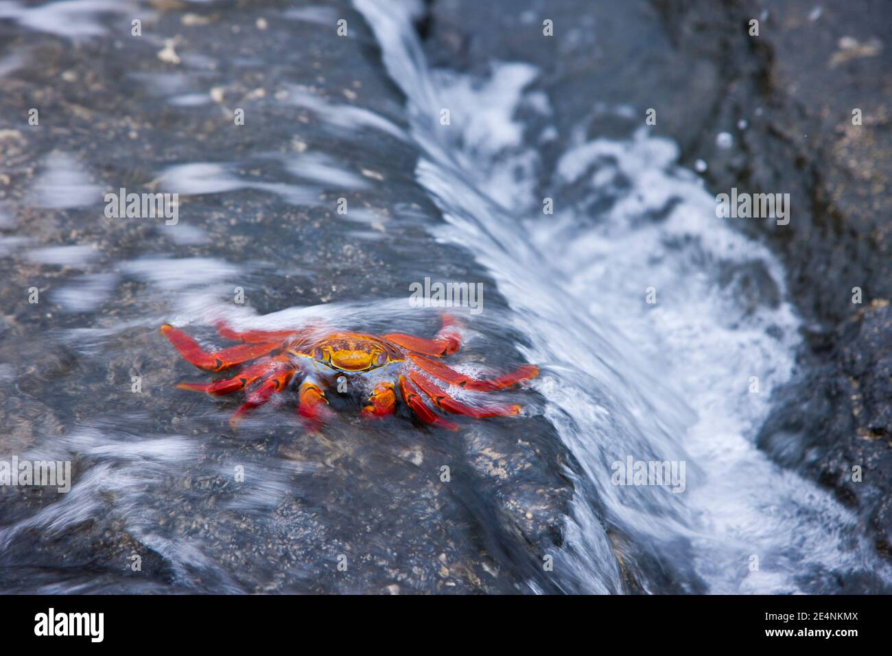 Ecuador. Parque Nacional de las Islas Galapagos. Zayapa (Grapsus ...
