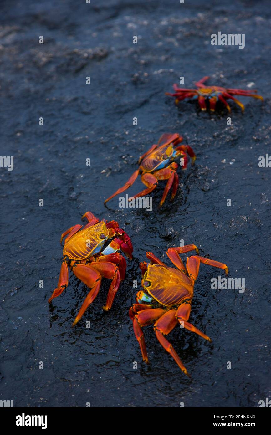 Ecuador. Parque Nacional de las Islas Galapagos. Zayapa (Grapsus ...