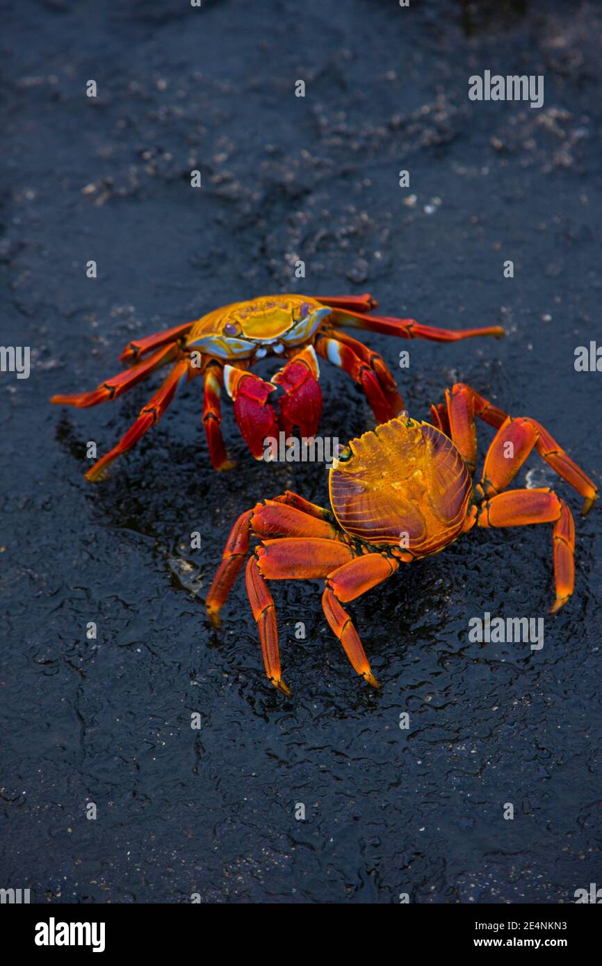 Ecuador. Parque Nacional de las Islas Galapagos. Zayapa (Grapsus ...