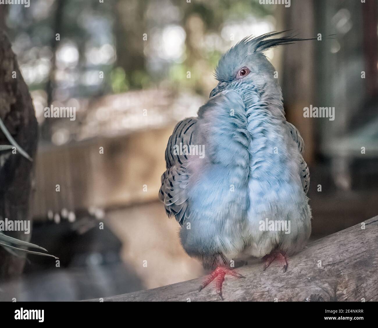 Australian topknot pigeon hi-res stock photography and images - Alamy