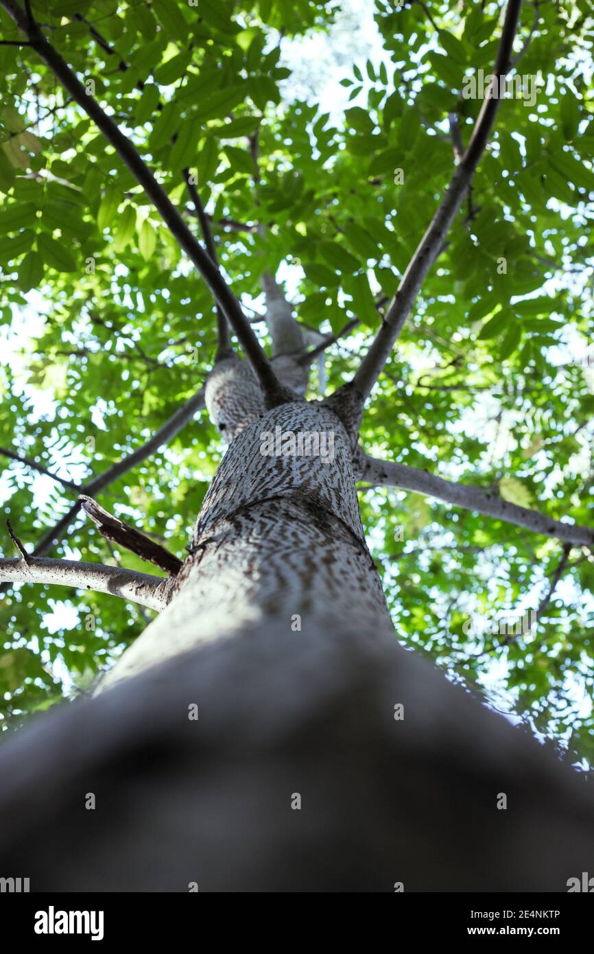 Manchurian hazelnut tree leaves. Tree trunk. Dense thickets Stock Photo ...