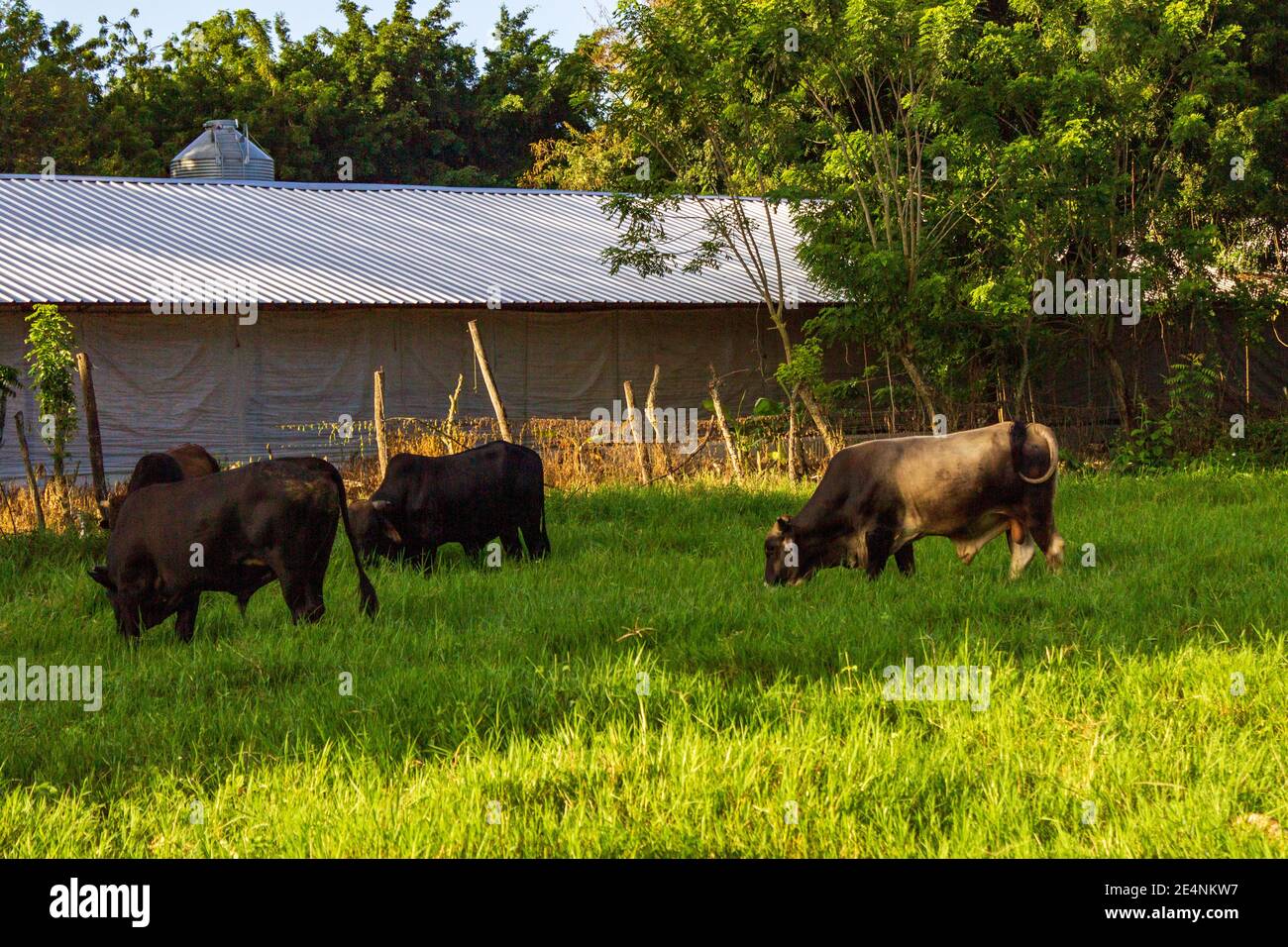 Bulls graze in a pasture, with commercial chicken buildings in the ...