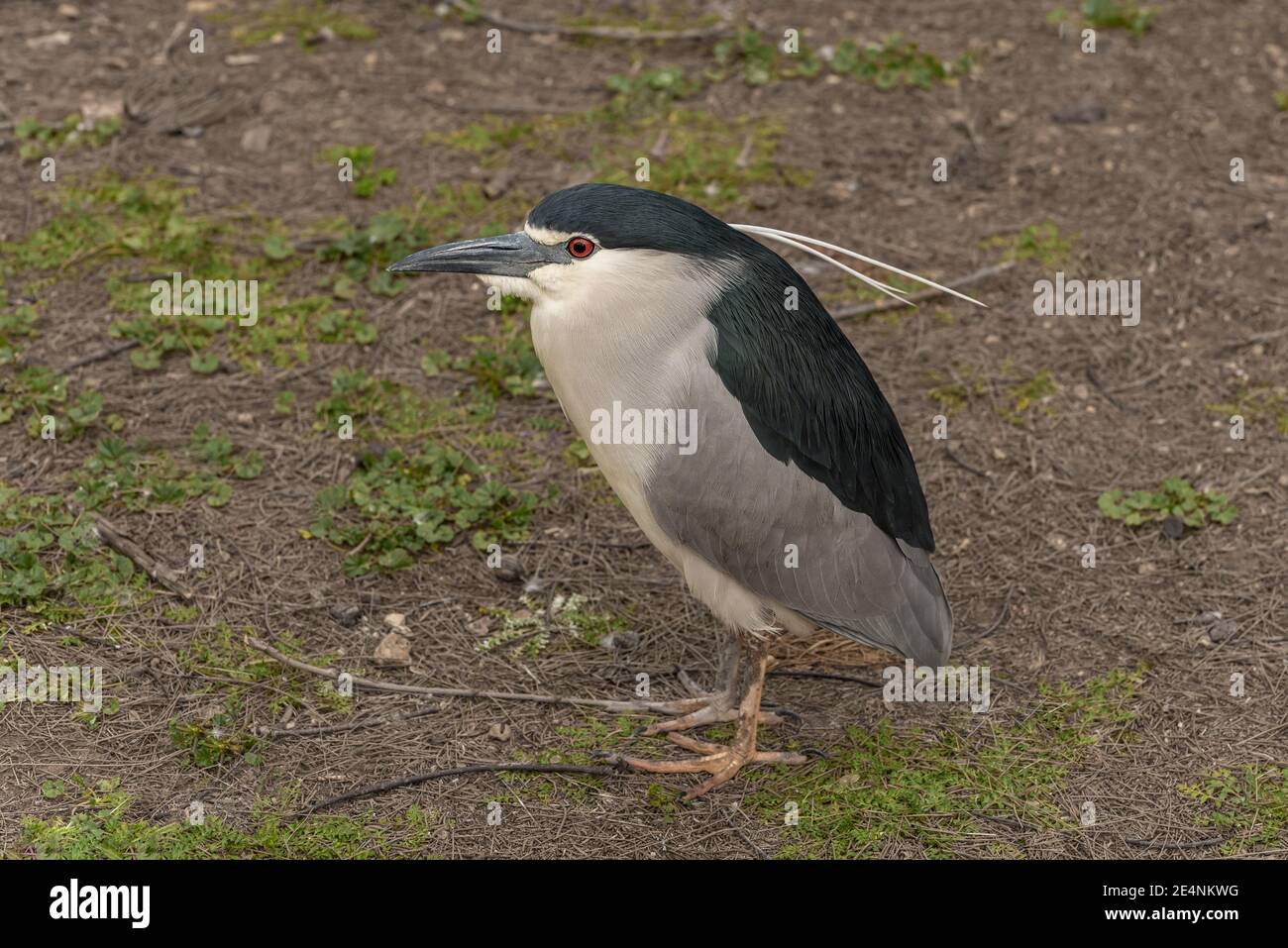 Black-crowned night heron, Nycticorax nycticorax Stock Photo - Alamy