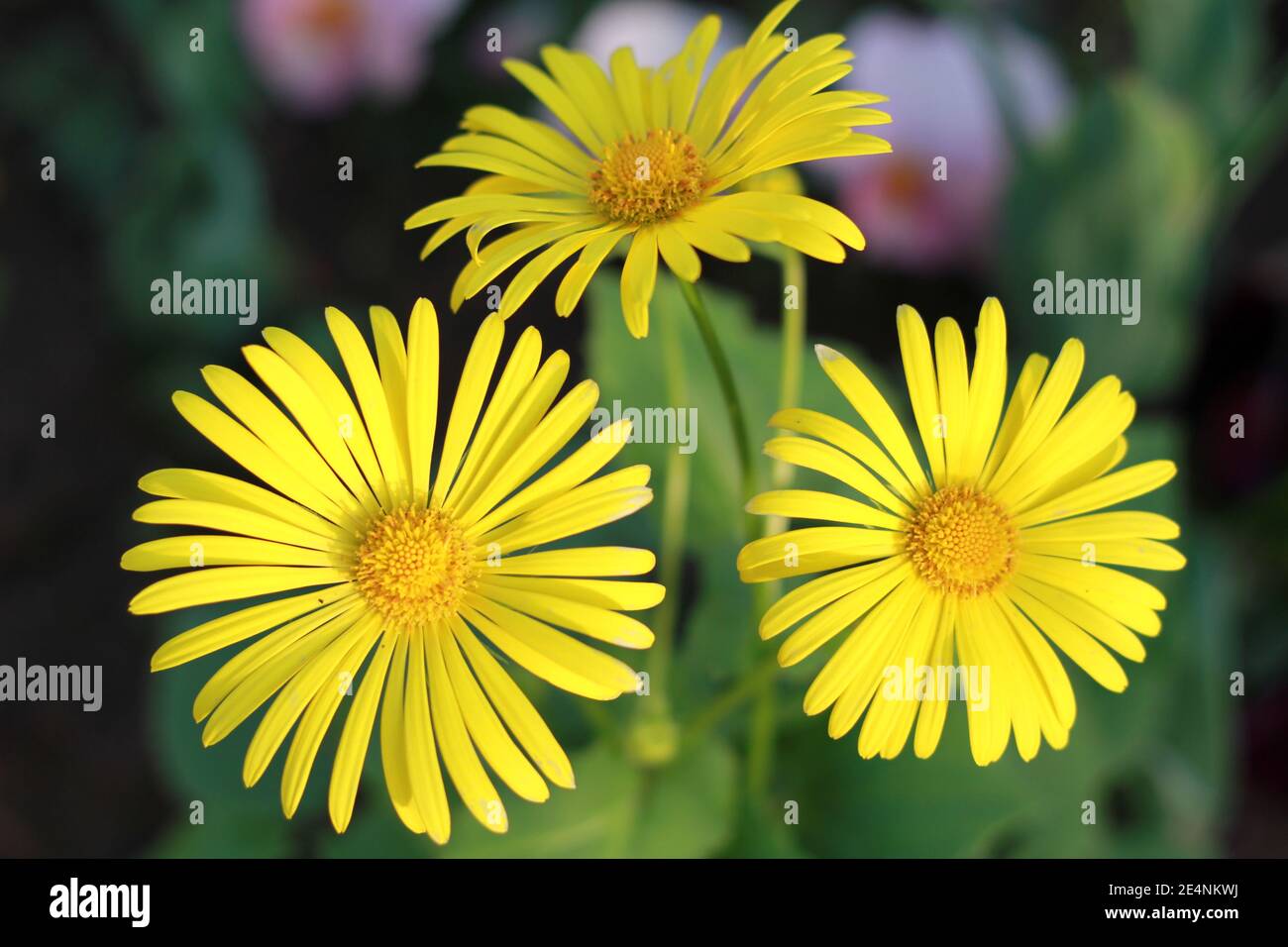 Three bright-yellow sun-like flowers on the blurred vegetation ...