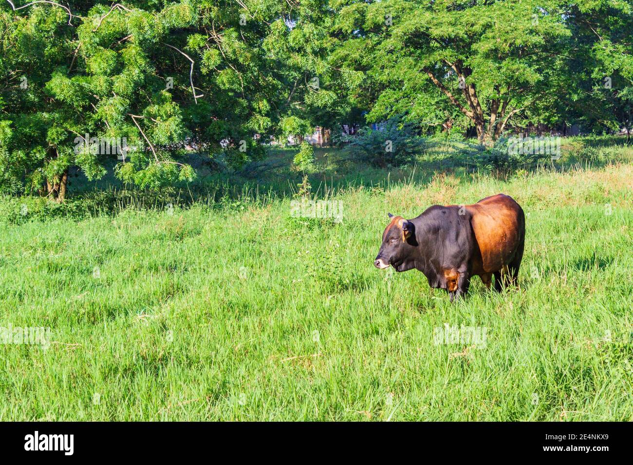 Dominican Republic Food High Resolution Stock Photography and Images ...