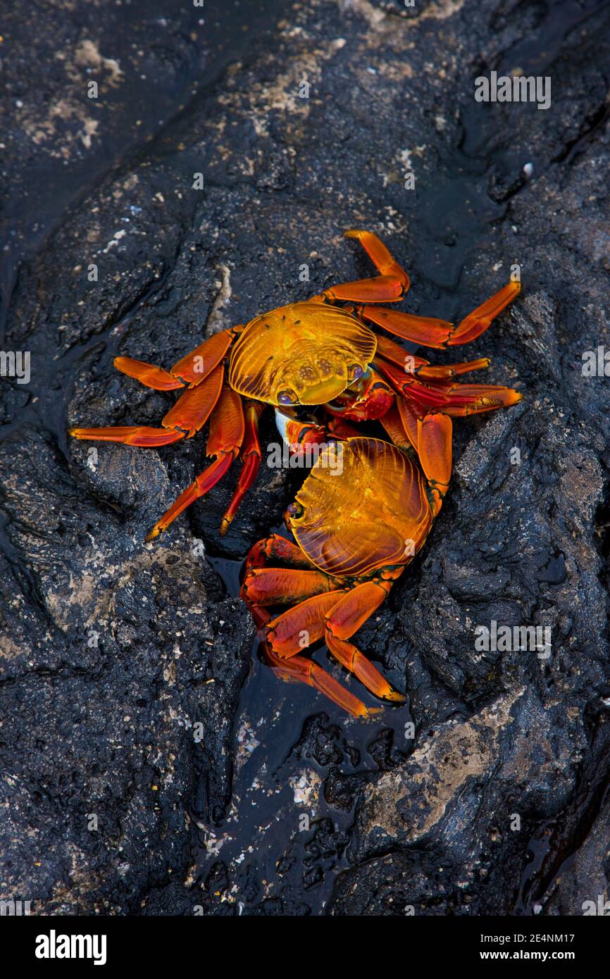 Ecuador. Parque Nacional de las Islas Galapagos. Zayapa (Grapsus ...