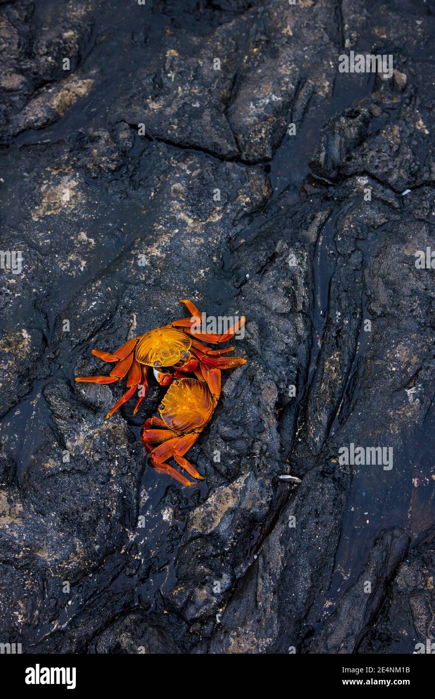Ecuador. Parque Nacional de las Islas Galapagos. Zayapa (Grapsus ...
