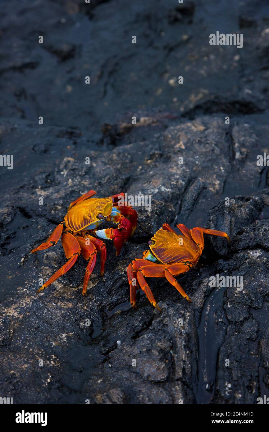 Ecuador. Parque Nacional de las Islas Galapagos. Zayapa (Grapsus ...