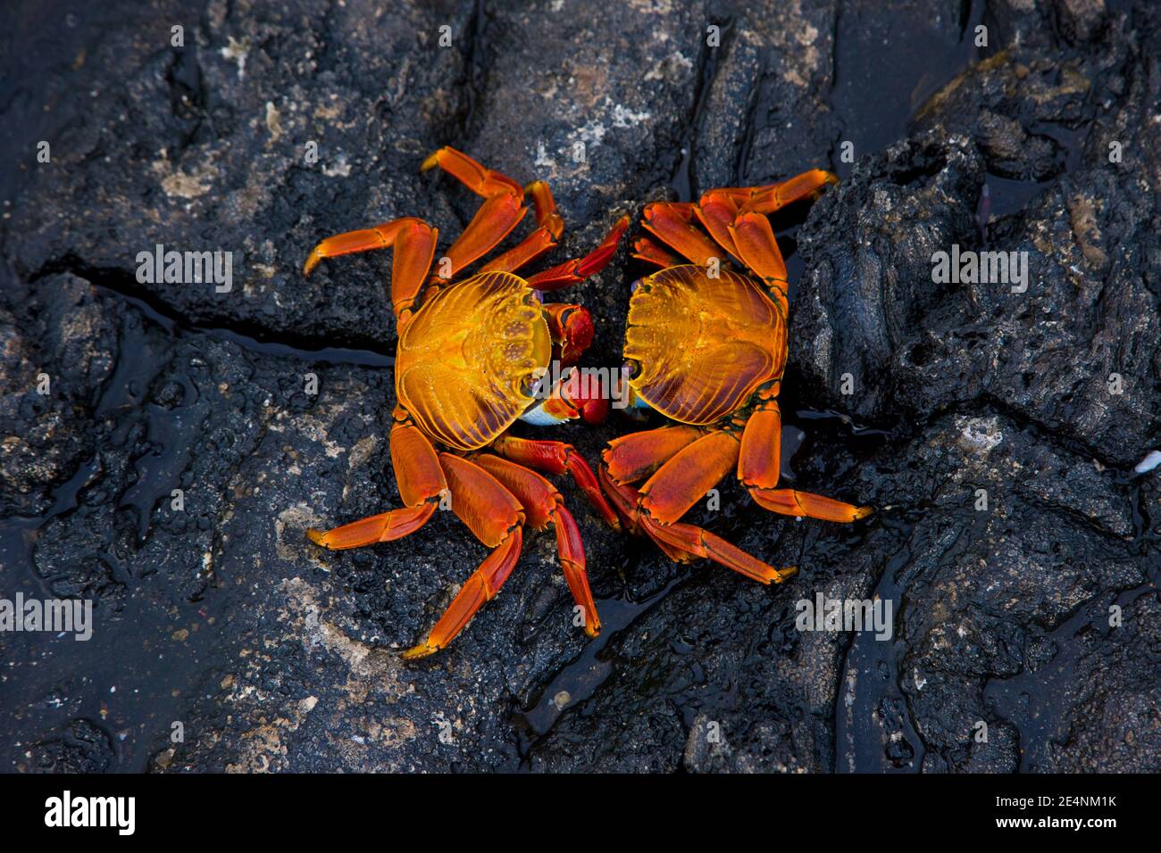Ecuador. Parque Nacional de las Islas Galapagos. Zayapa (Grapsus ...