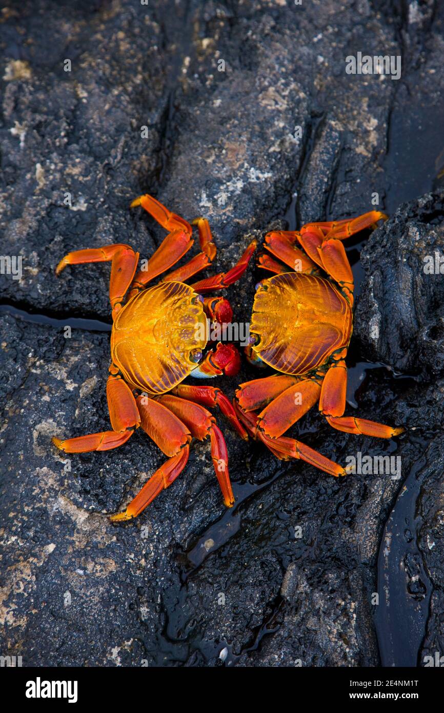 Ecuador. Parque Nacional de las Islas Galapagos. Zayapa (Grapsus ...