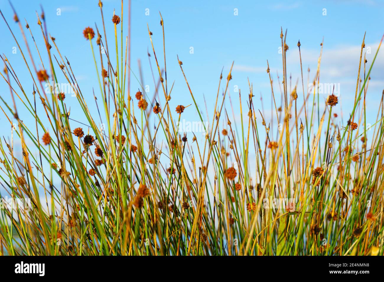 Wetland vegetation leafless rush in coastal Catlins, South Island New ...