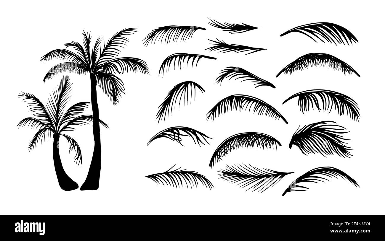 Palm trees. Palm leaves. Vector illustration Stock Vector Image & Art ...