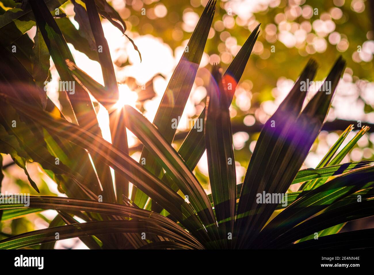 Background close up plants in garden natural colors rubber plant Stock ...