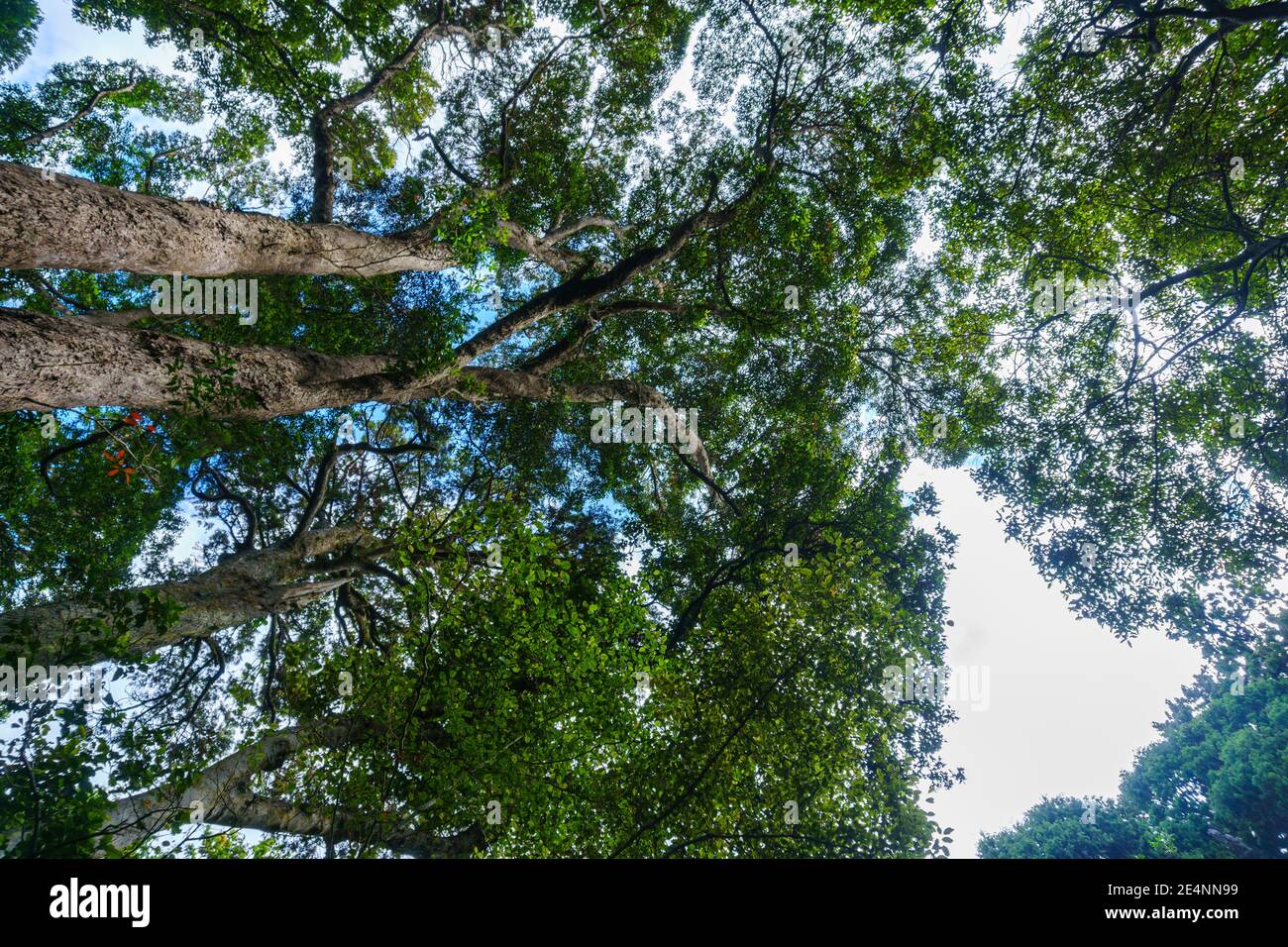 Tall forest trees tower from path below overhead converging into forest ...