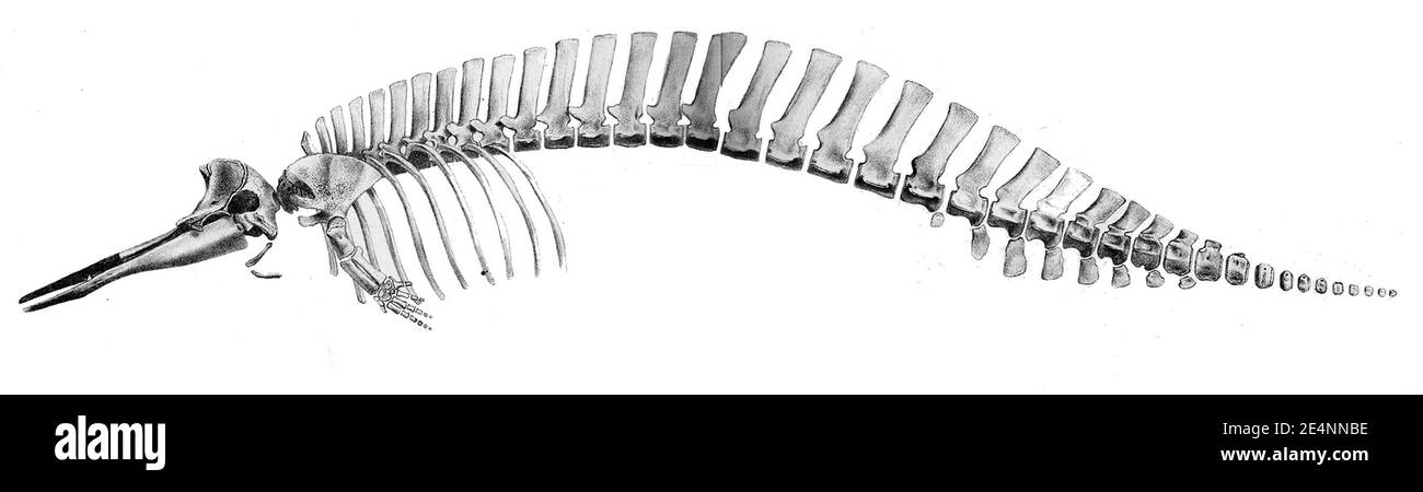 Mesoplodon hi-res stock photography and images - Alamy