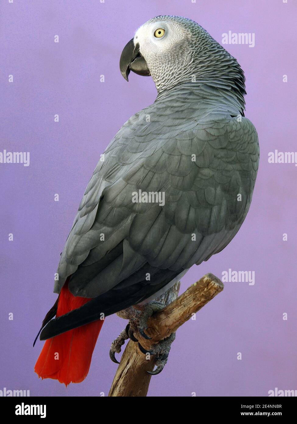 Grey pet parrot on a perch Stock Photo - Alamy