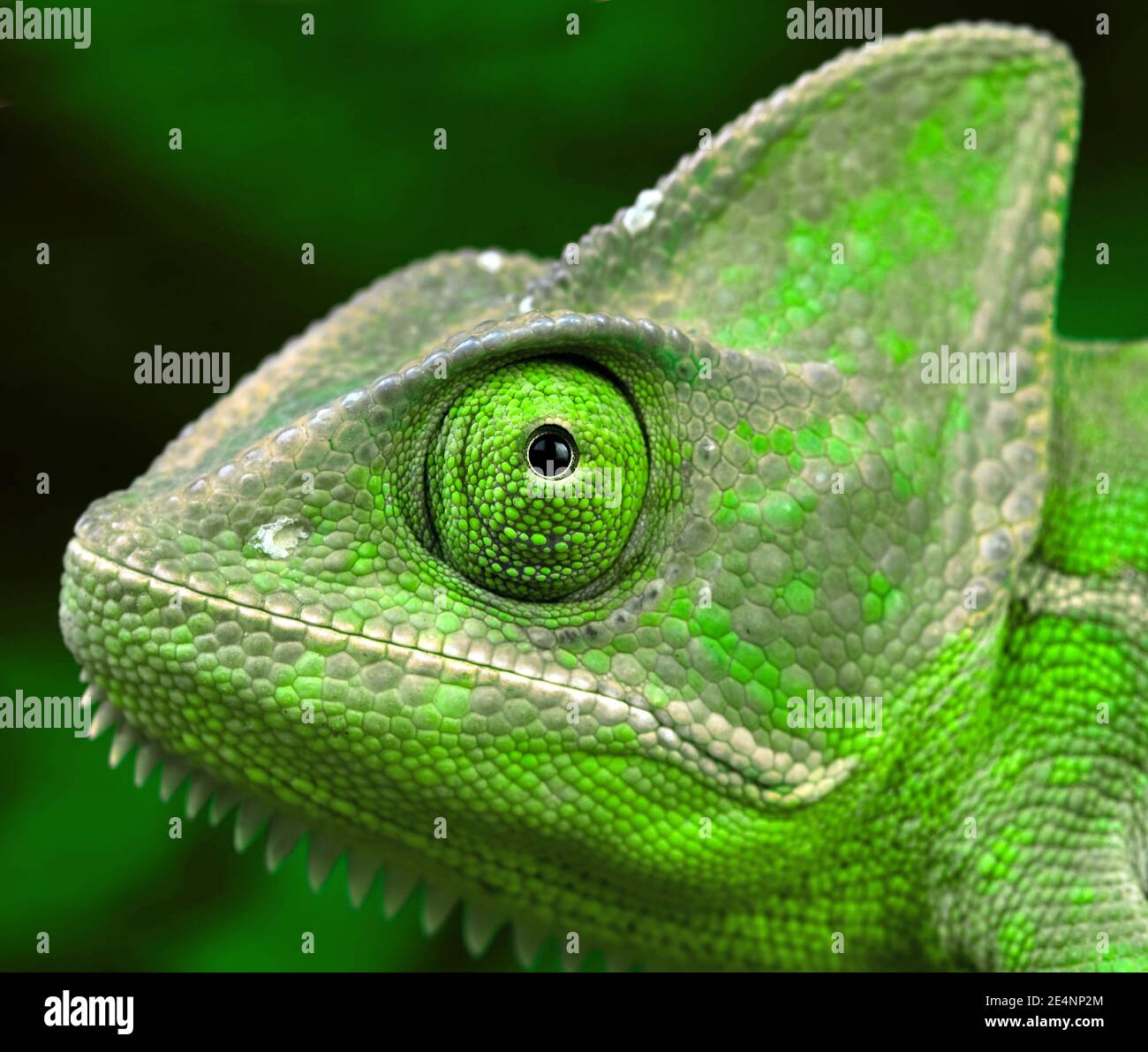 Chameleon High Resolution Stock Photography and Images - Alamy