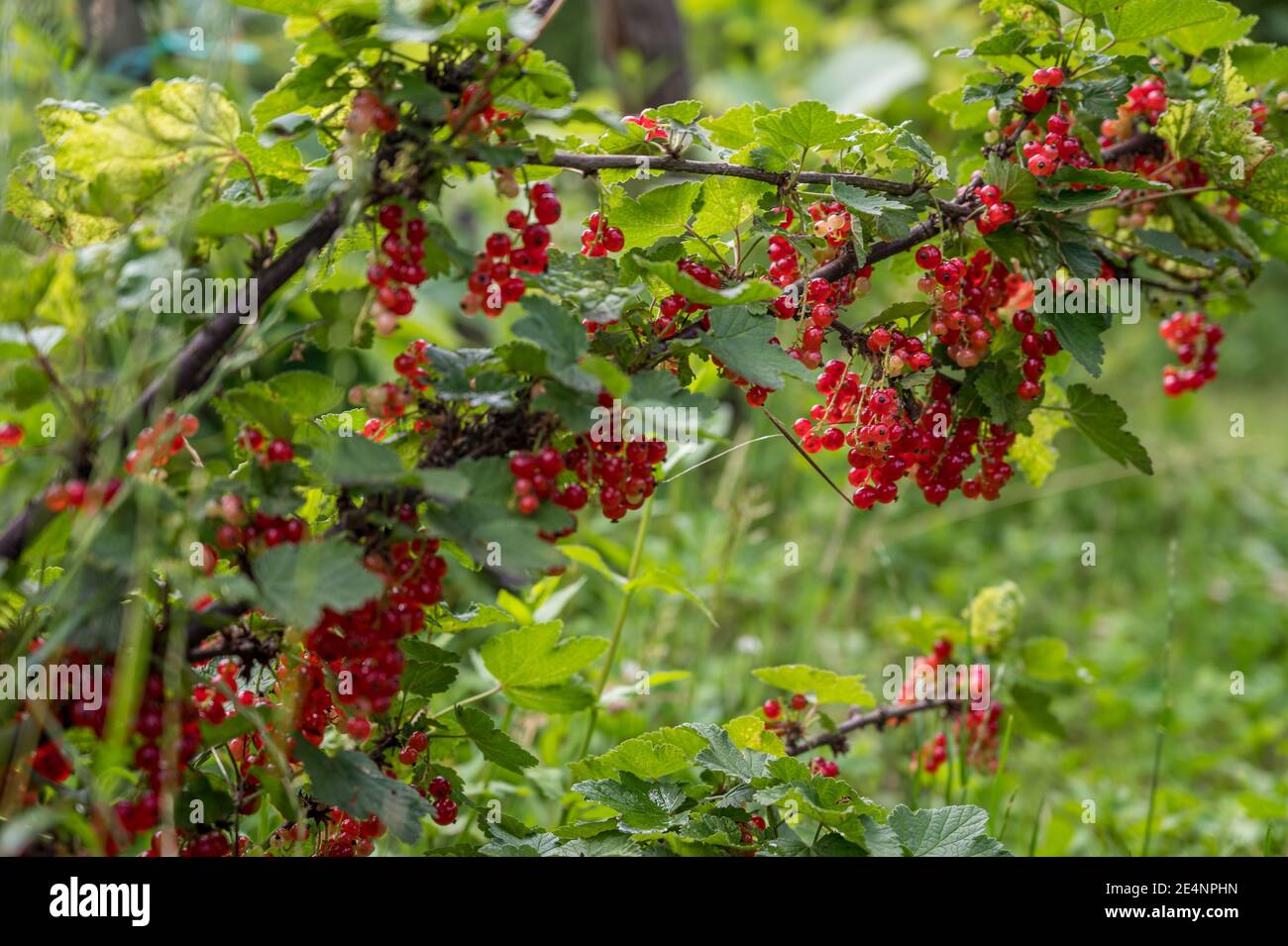Fresh organic redcurrant bush growing in garden Stock Photo - Alamy