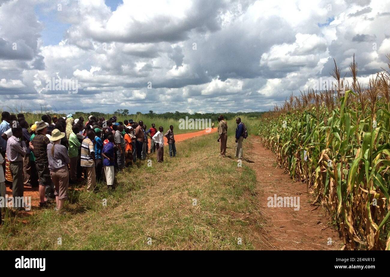 Maize Demo Plot (14739701198 Stock Photo - Alamy