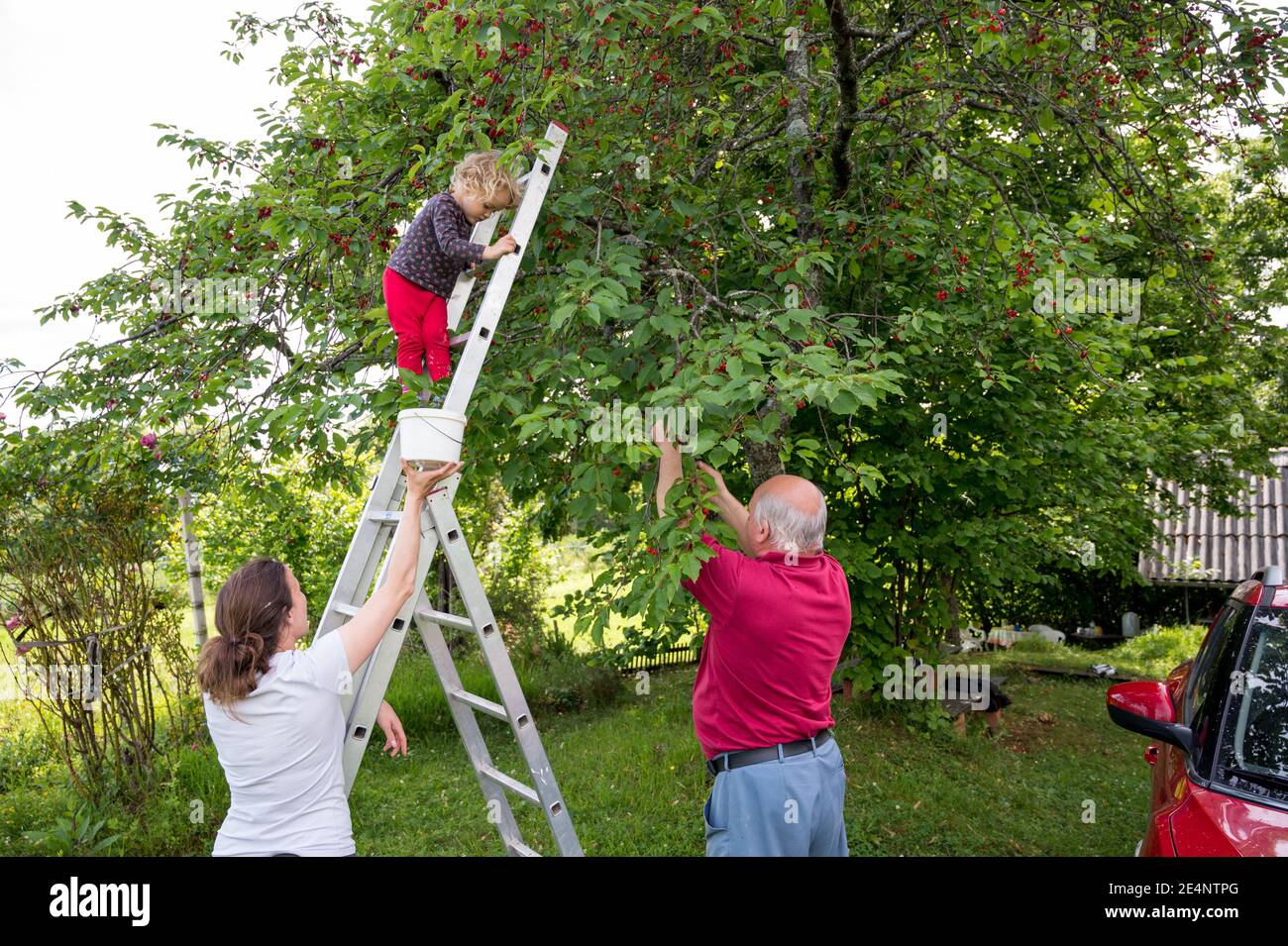 Family picking fresh organic cherries from their cherry tree Stock ...
