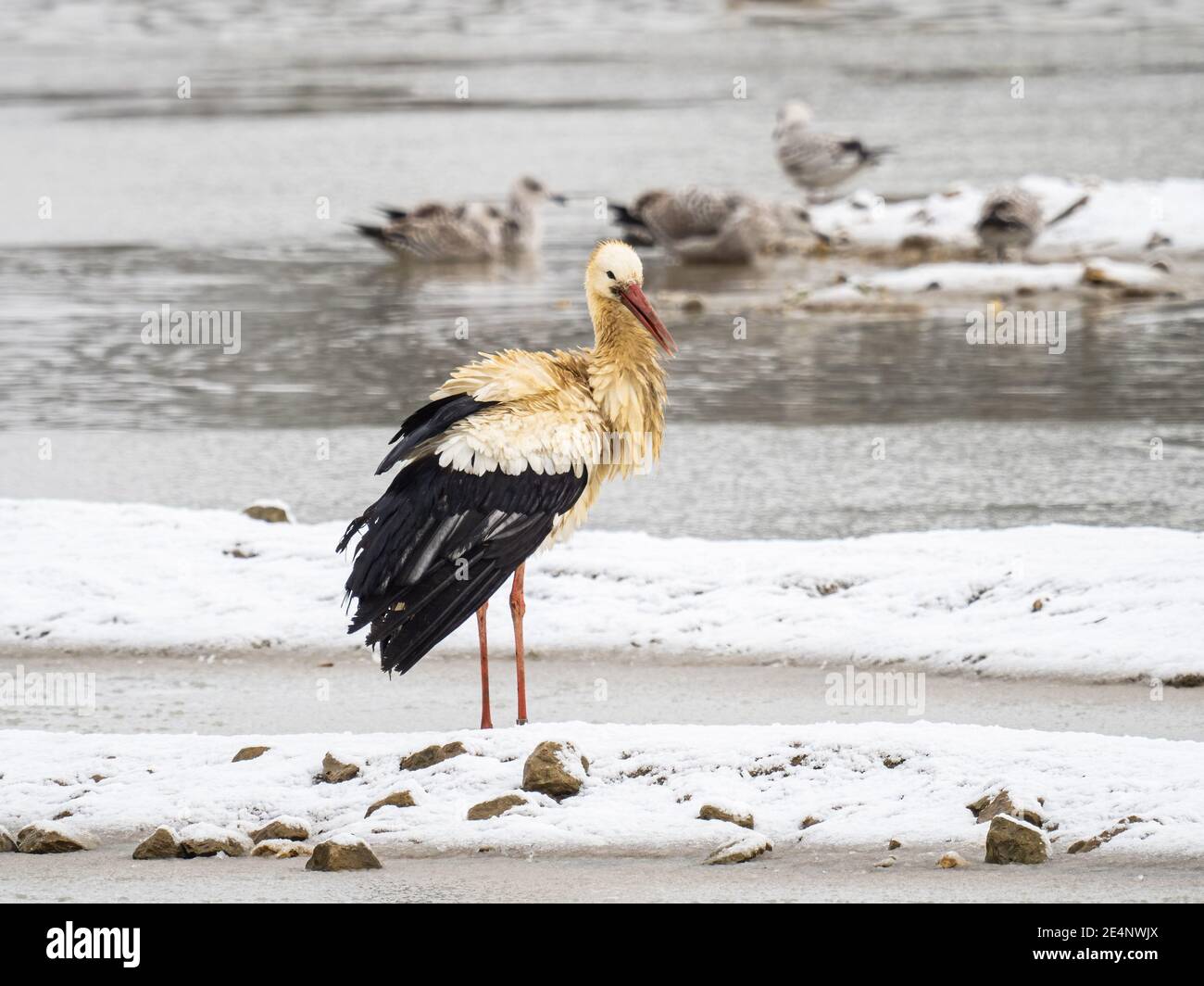 A white stork (Ciconia ciconia) in snow in the Beddington Farmlands ...