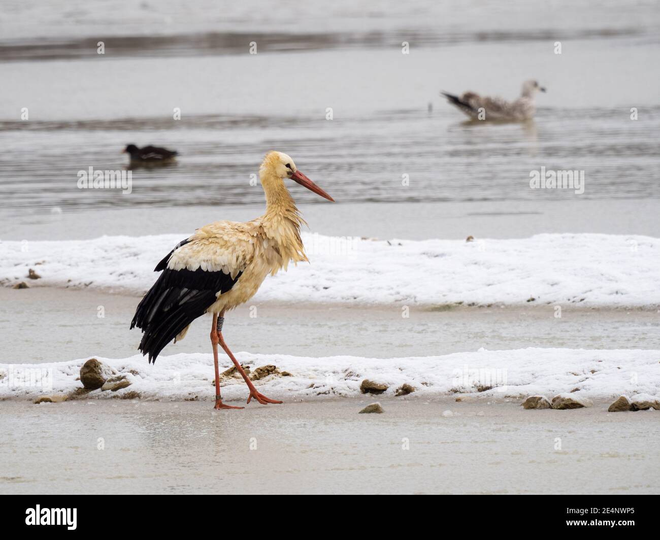 A white stork (Ciconia ciconia) in snow in the Beddington Farmlands ...