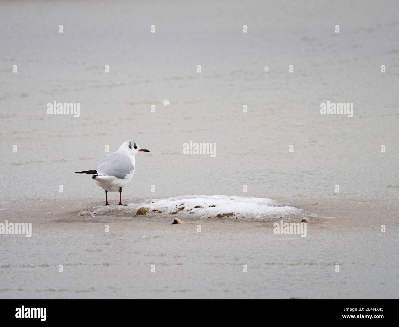 Gull ice winter snow cold uk hi-res stock photography and images - Alamy