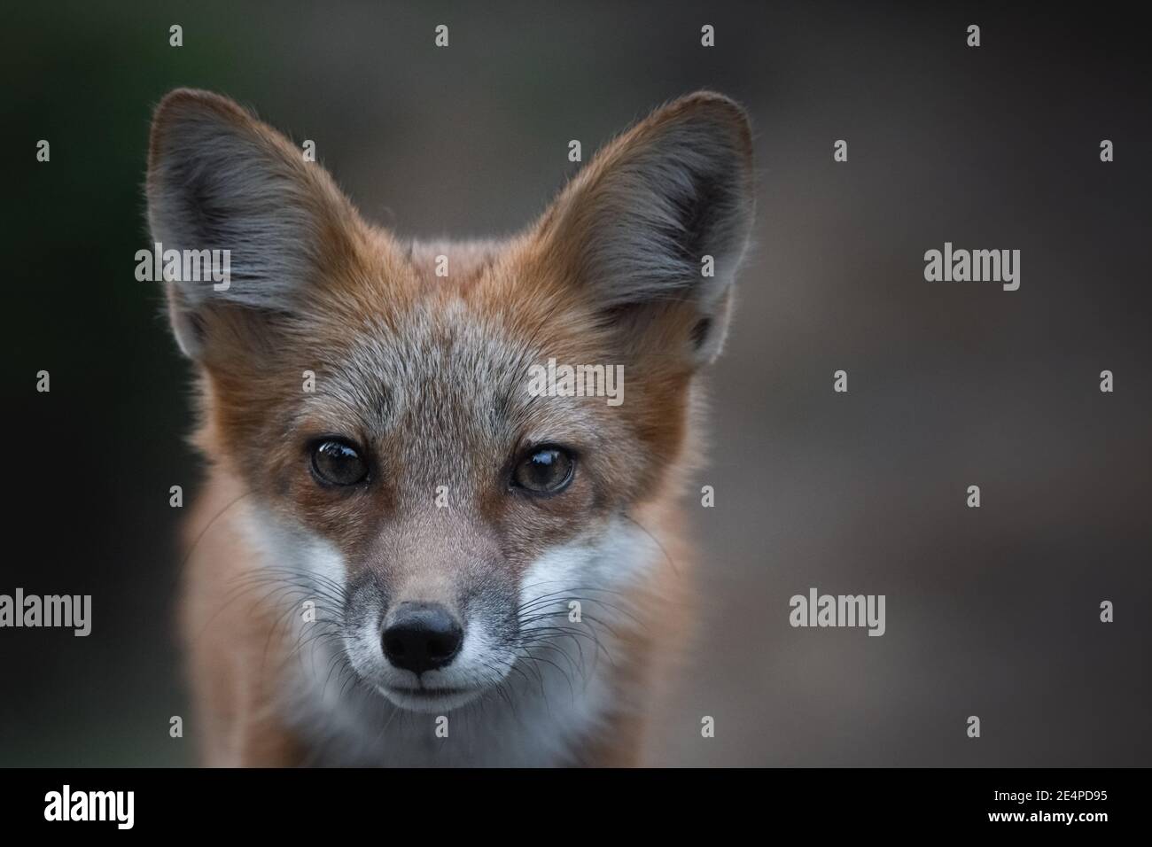 Close up of a curious young fox in the woods Stock Photo - Alamy