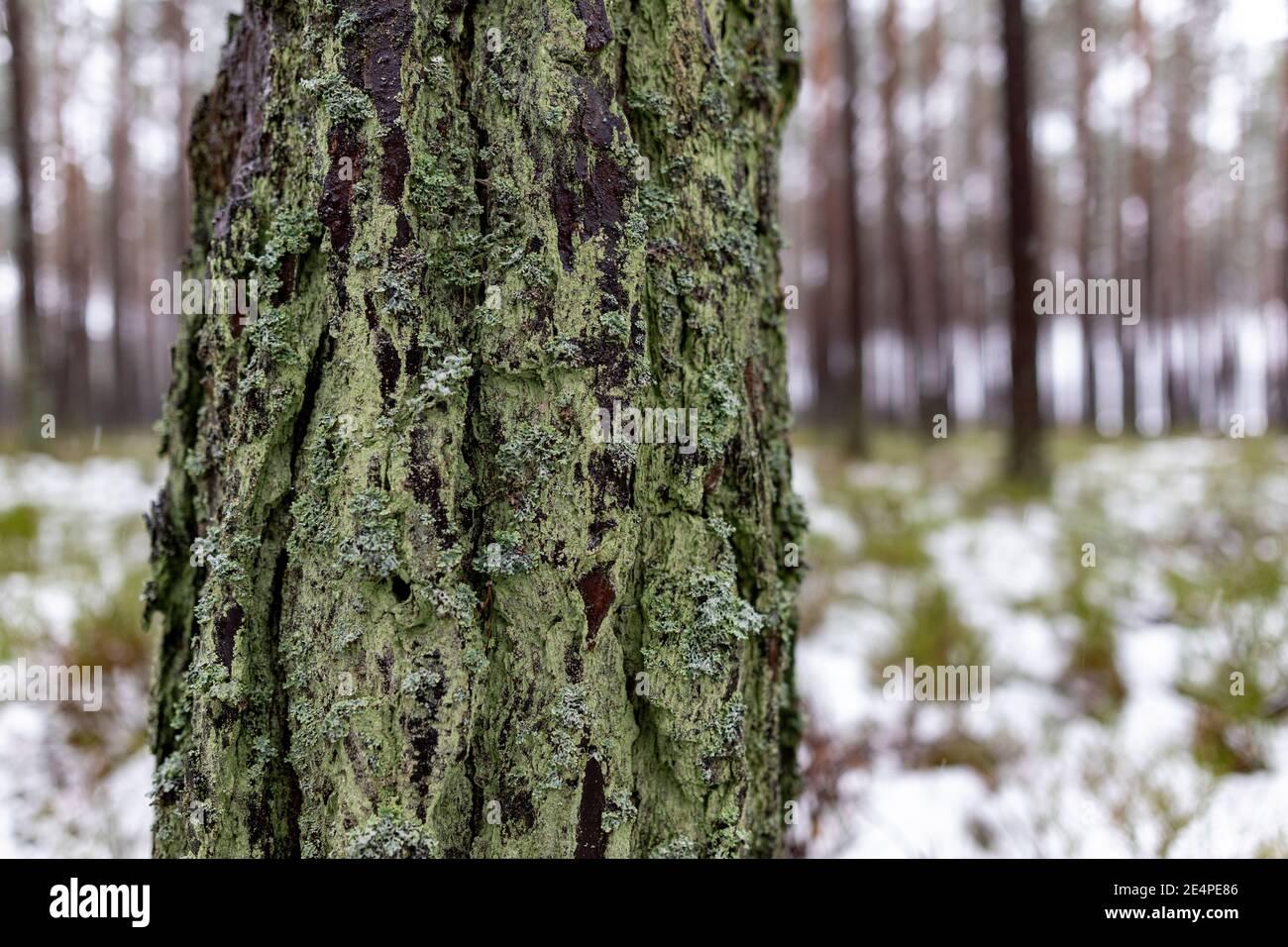 Pine tree trunk growing in the forest. The bark covering the trunk of a ...