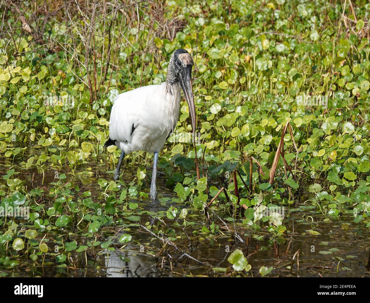 A Wood Stork (Mycteria Americana) foraging for food at Sweetwater ...