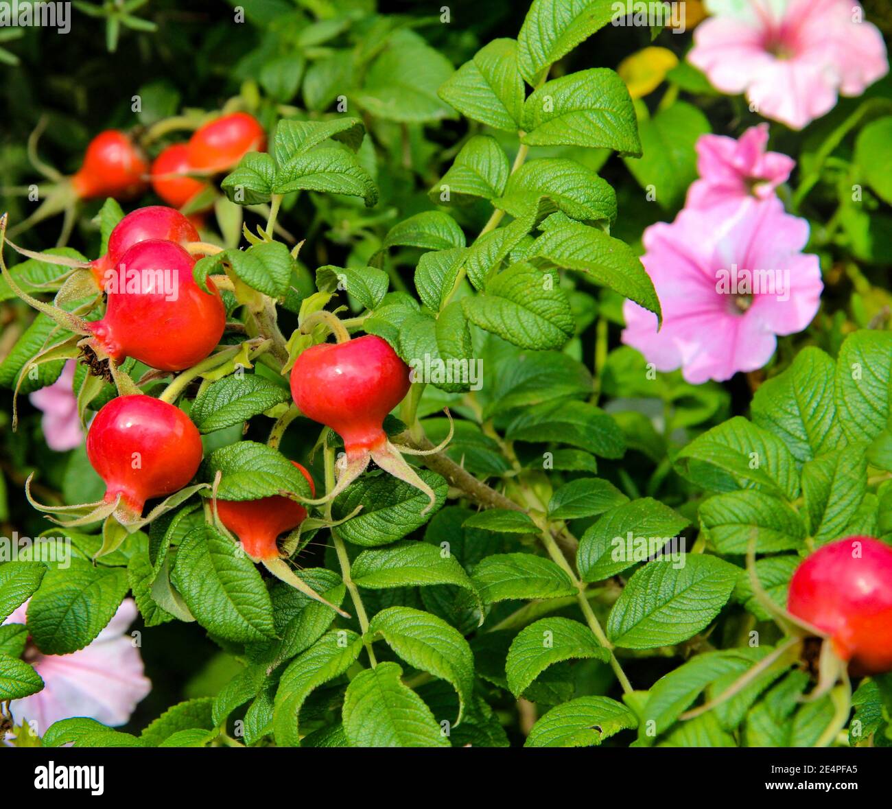 Brilliant crimson red rosehips on a fragrant prolific shrub rosebush ...