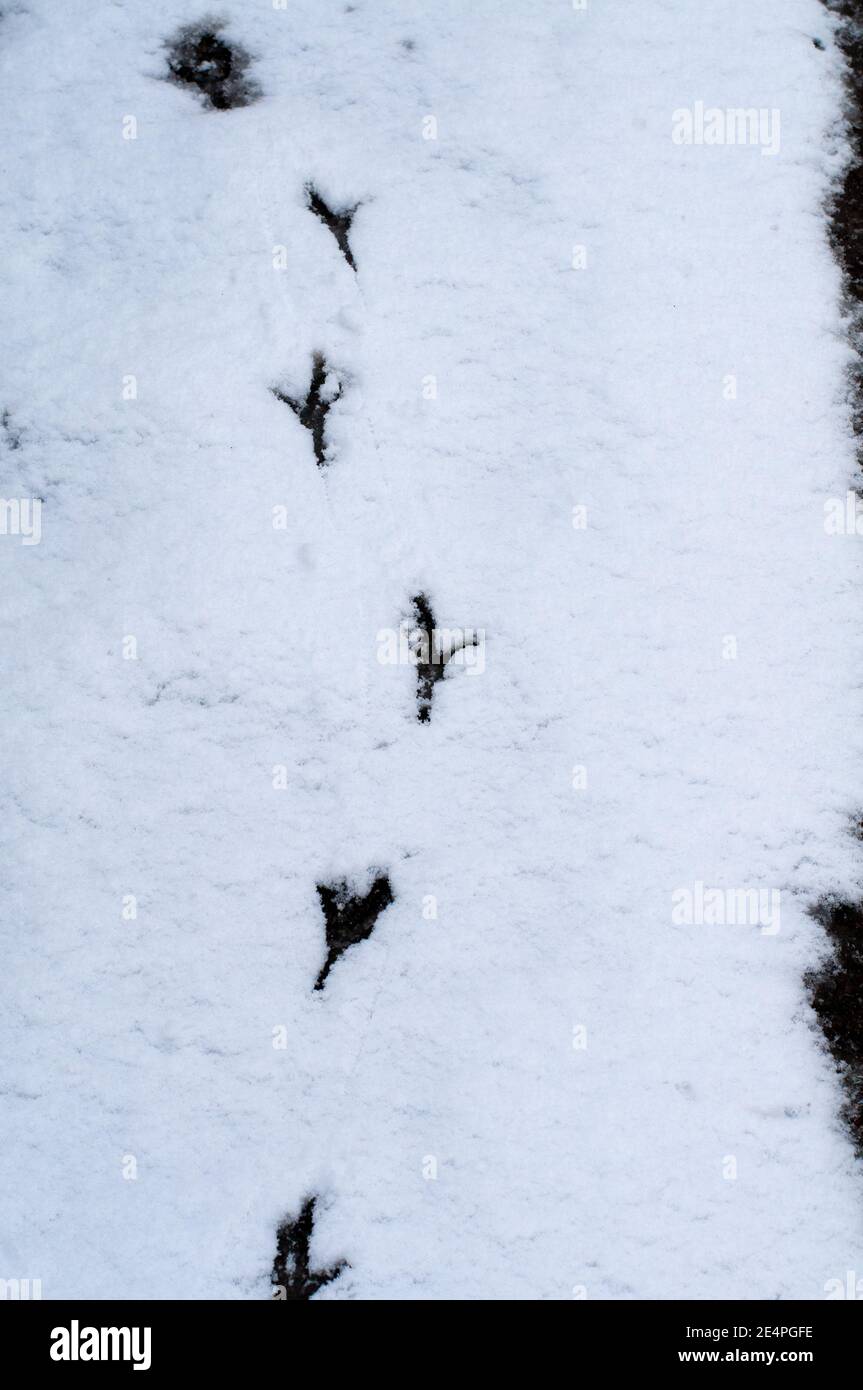 close-up of the marks of bird feet in a snow covered asphalt street in ...