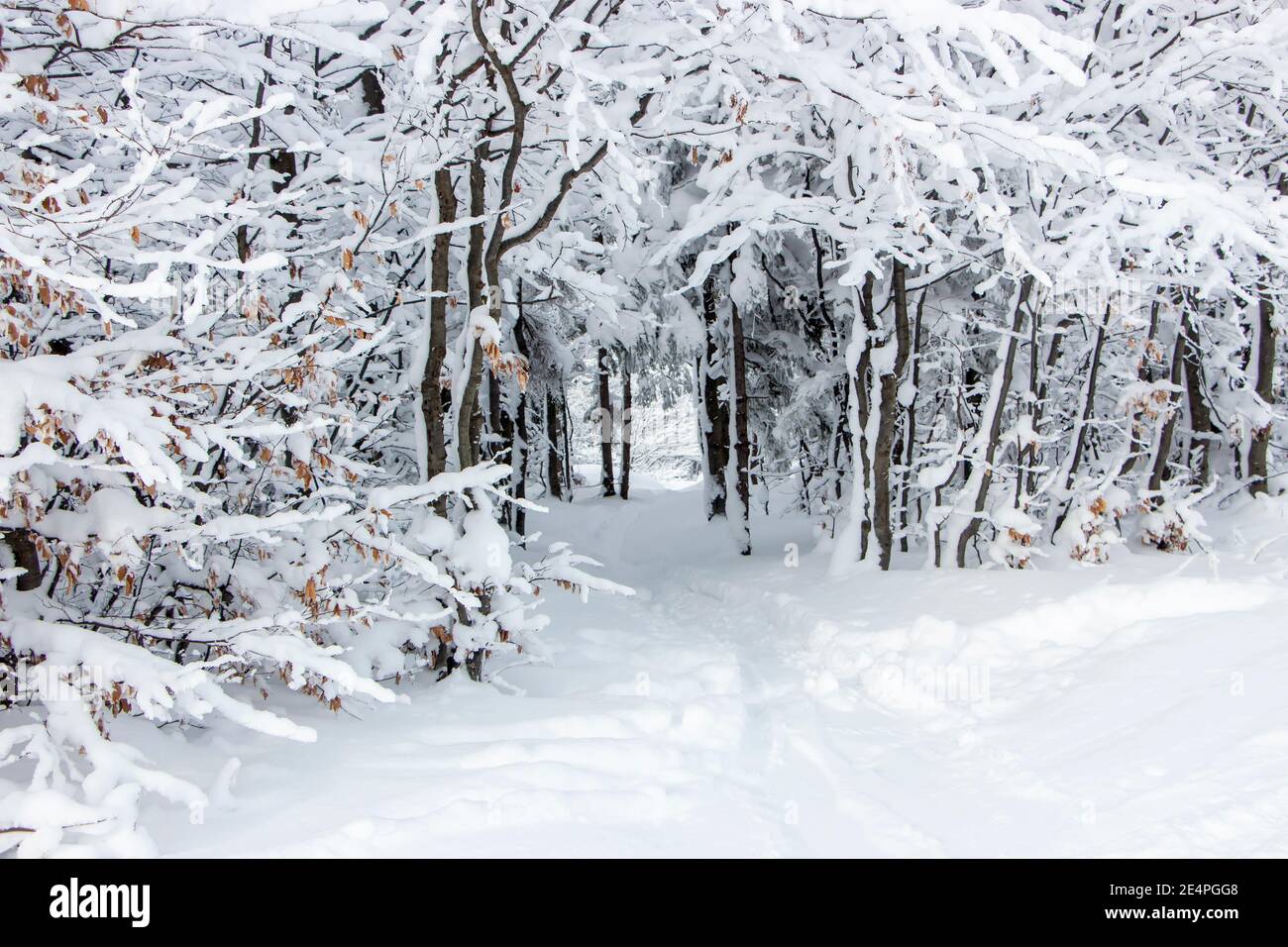 Snow-covered branches and a path under the trees. Beautiful snow-white ...