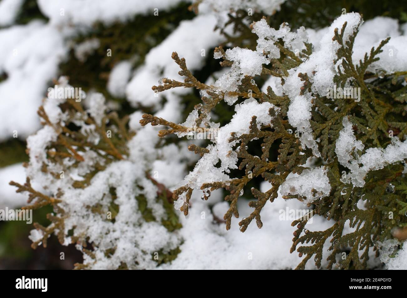 close-up of snow covered twigs of a thuja hedge in winter Stock Photo ...
