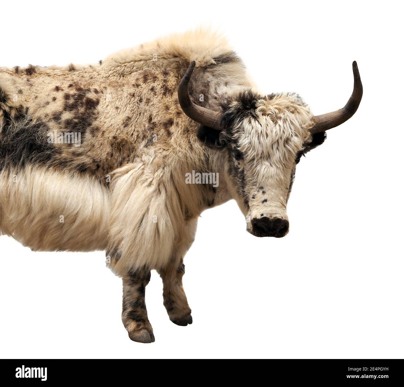 white and brown yak (Bos grunniens or Bos mutus) isolated on white ...