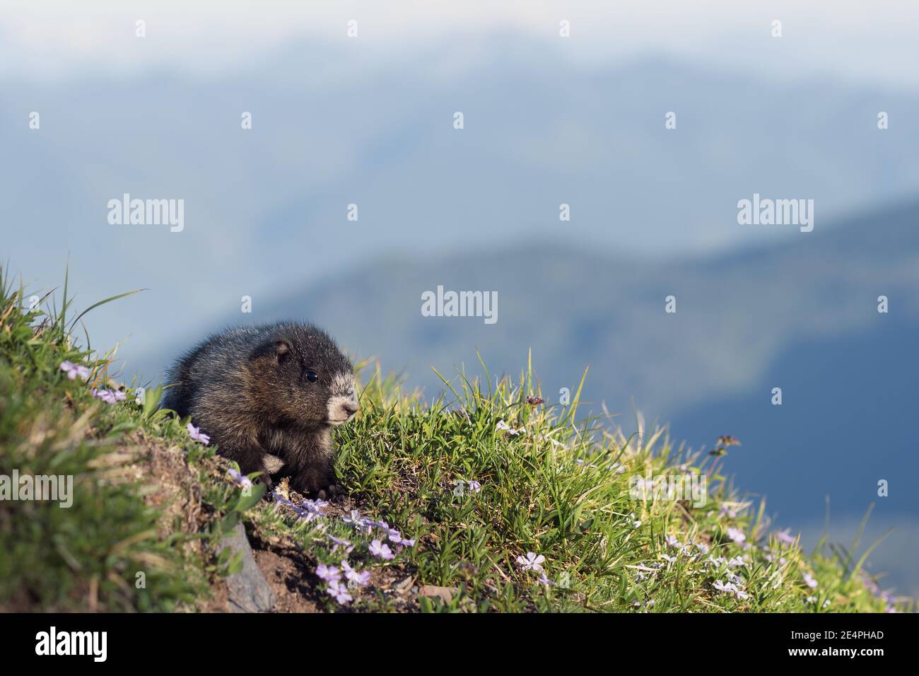 Cute baby marmot rests in the summer sun on the Mount Baker, Washington Stock Photo - Alamy