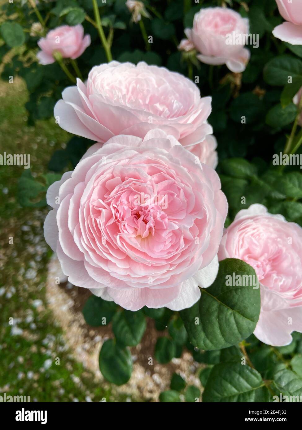 Blush pink roses hi-res stock photography and images - Alamy