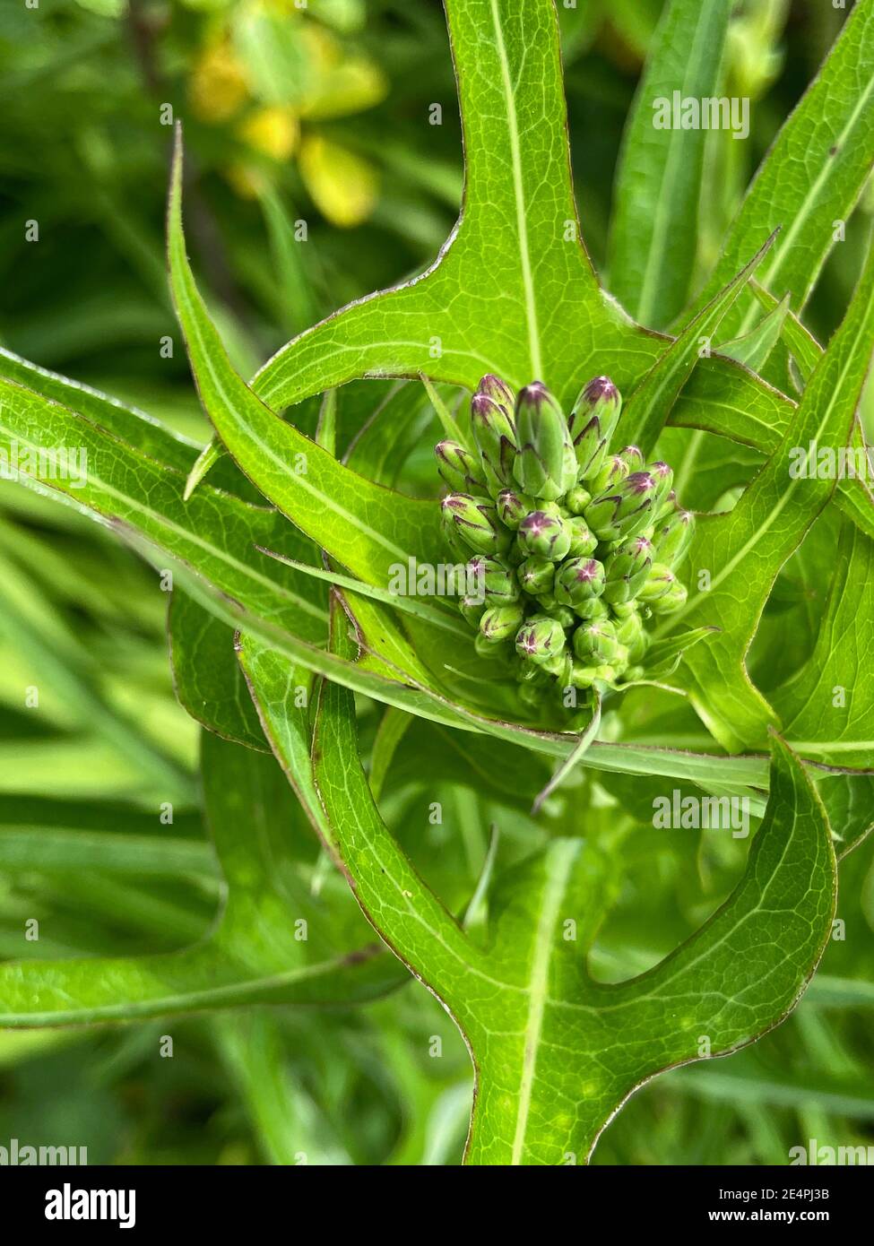 Bright Green Angled Leaves Stock Photo - Alamy