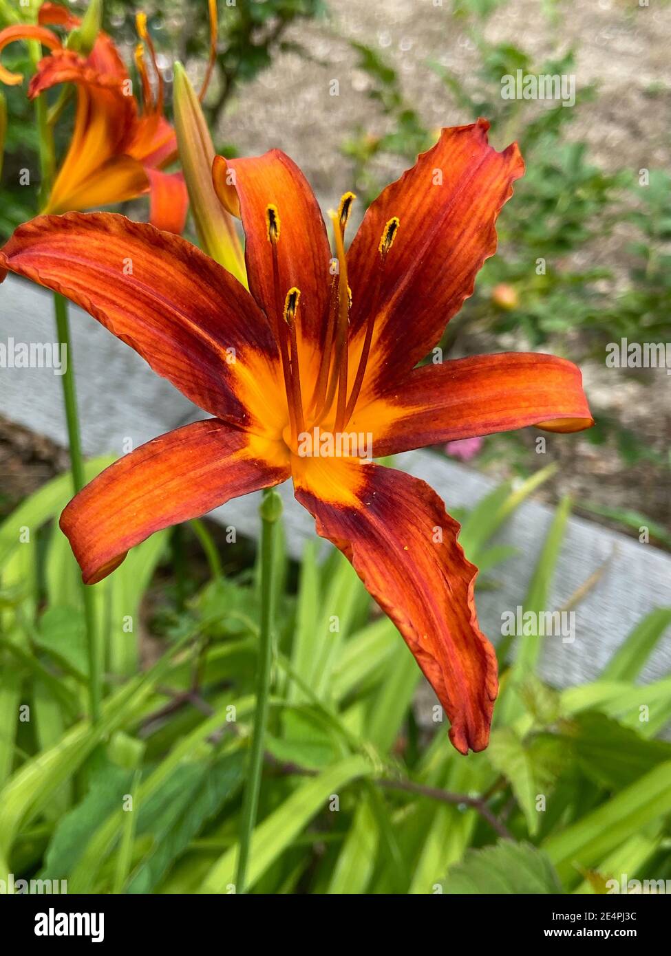 Tiger lily seeds hi-res stock photography and images - Alamy