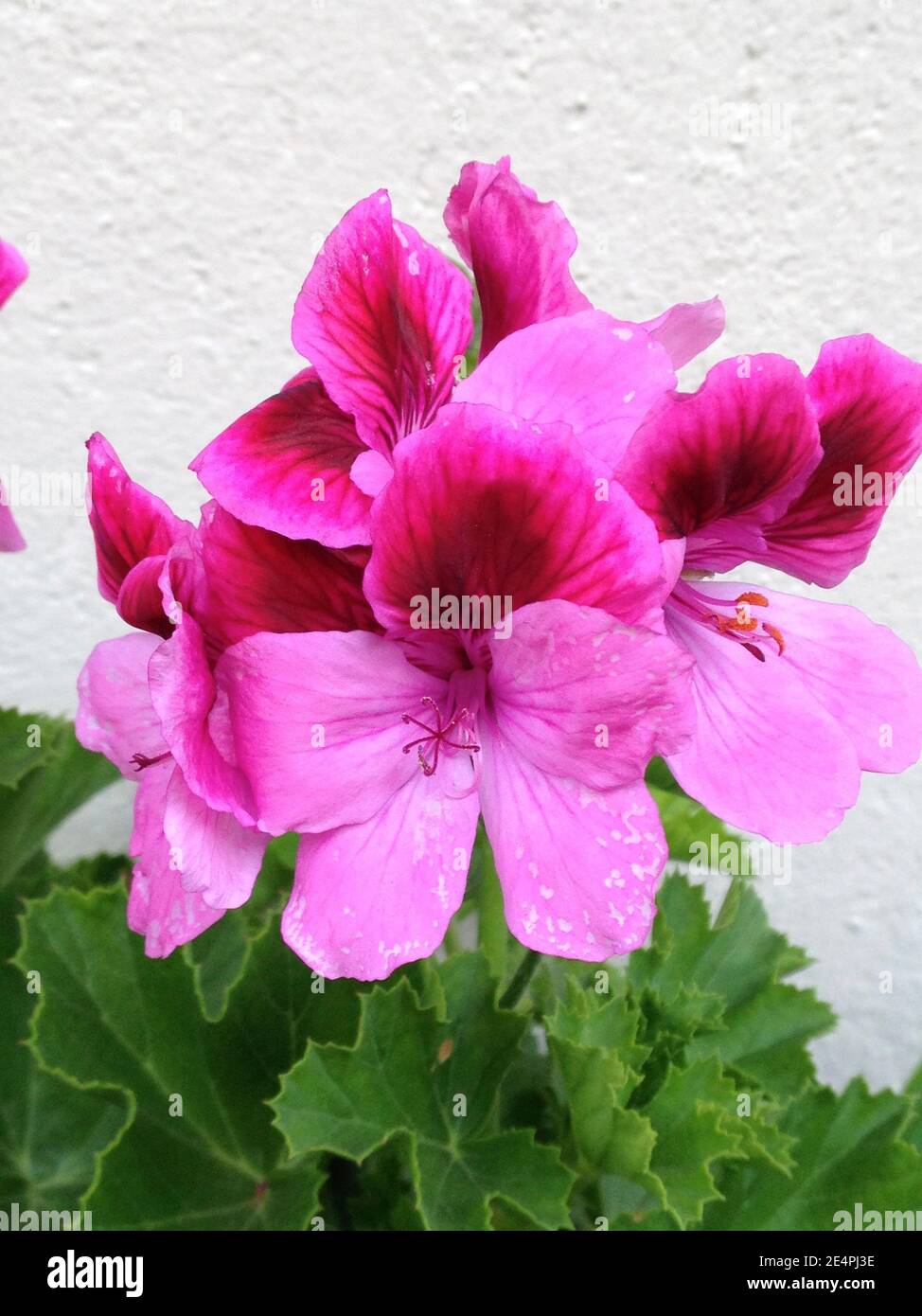 Bright Pink Geraniums Stock Photo - Alamy