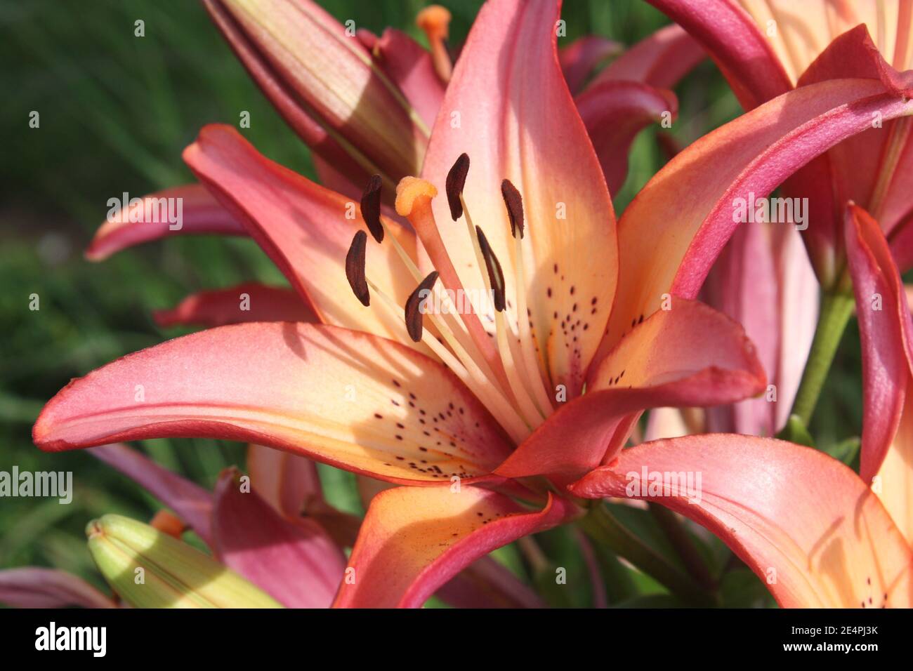 Tiger Lily Closeup Stock Photo - Alamy