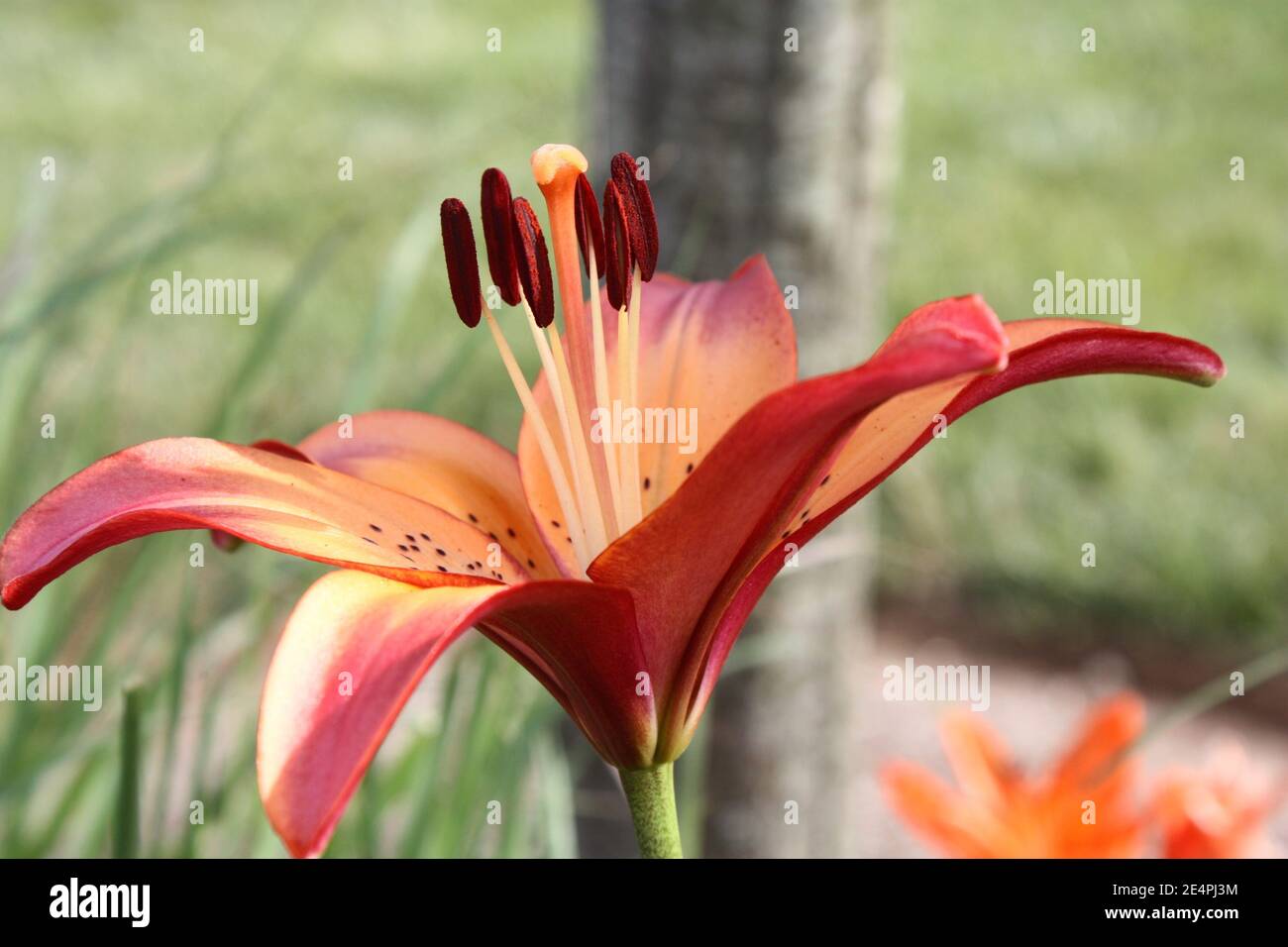 Tiger lily seeds hi-res stock photography and images - Alamy